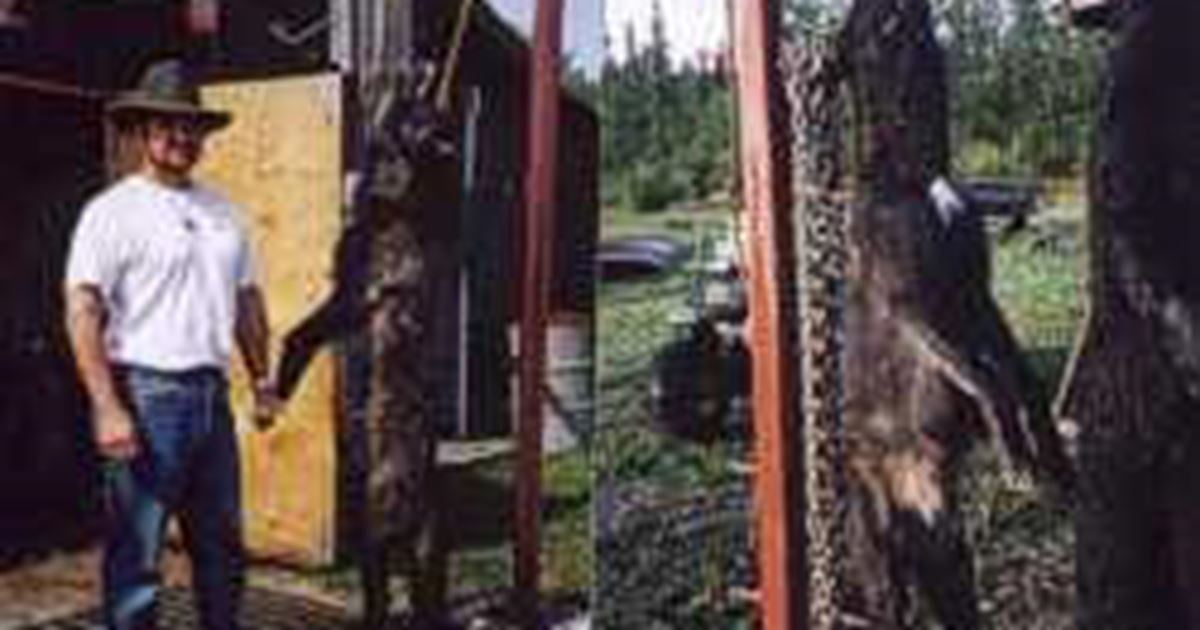 Great Northern Timber Wolf Hunting package, Northeast Ontario, Ontario