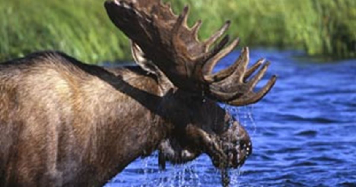 Moose Hunting Package, Kenora, Red Lake, Dryden, Sioux Lookout, Thunder ...