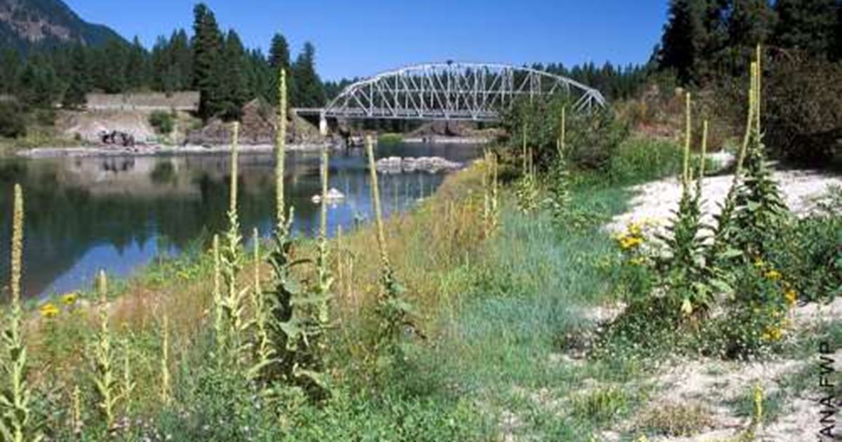 St. Regis Fishing Access Site - Saint Regis, Montana