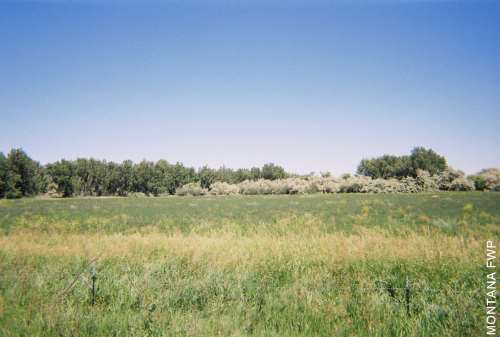 Amelia Island Wildlife Management Area - Hysham, Montana