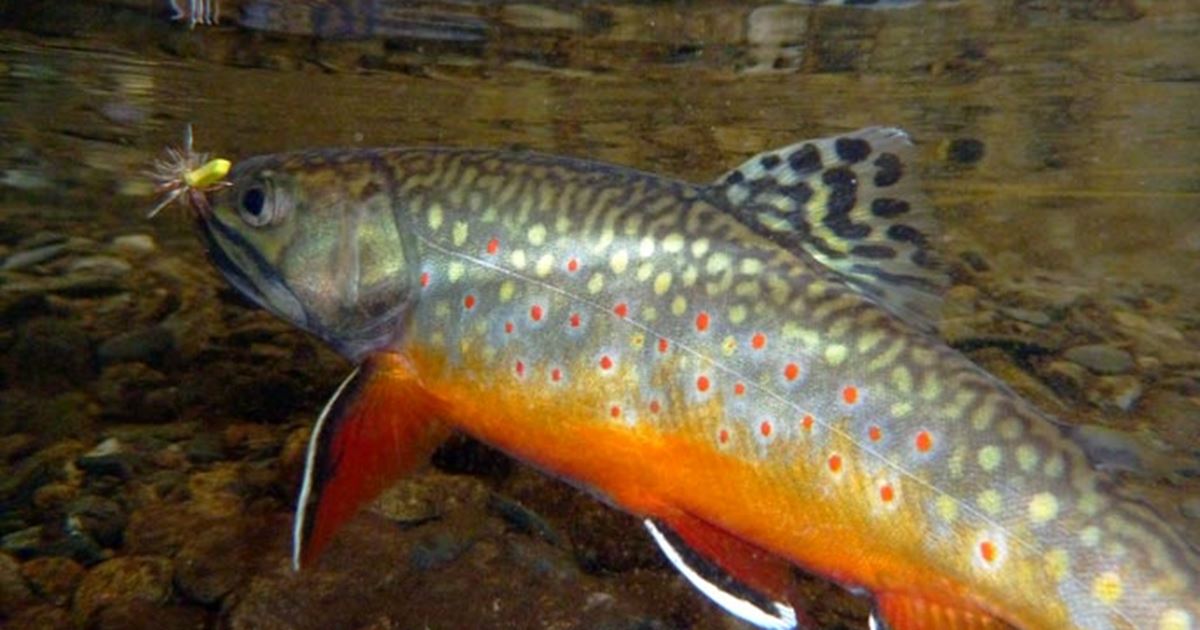 Brook Trout - Drake, Colorado