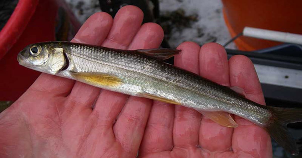 Pygmy Whitefish