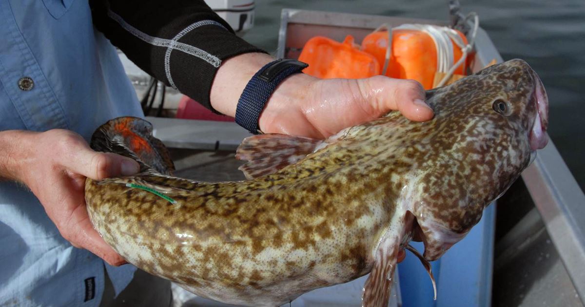 Burbot - Ellensburg, Washington
