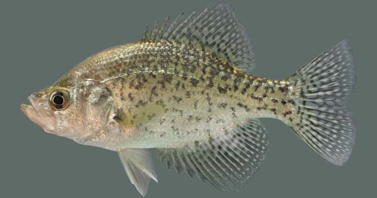 Black Crappie, Idaho