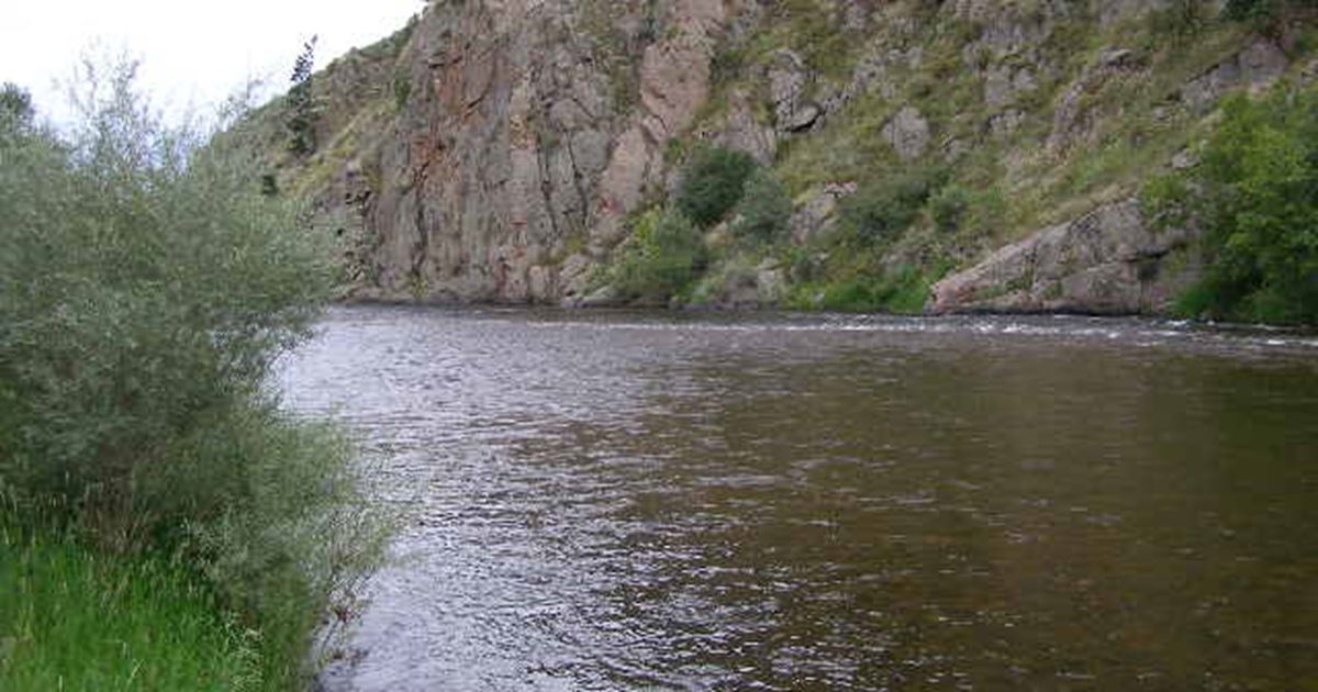 Cache La Poudre River Fishing Report - Laporte, Colorado
