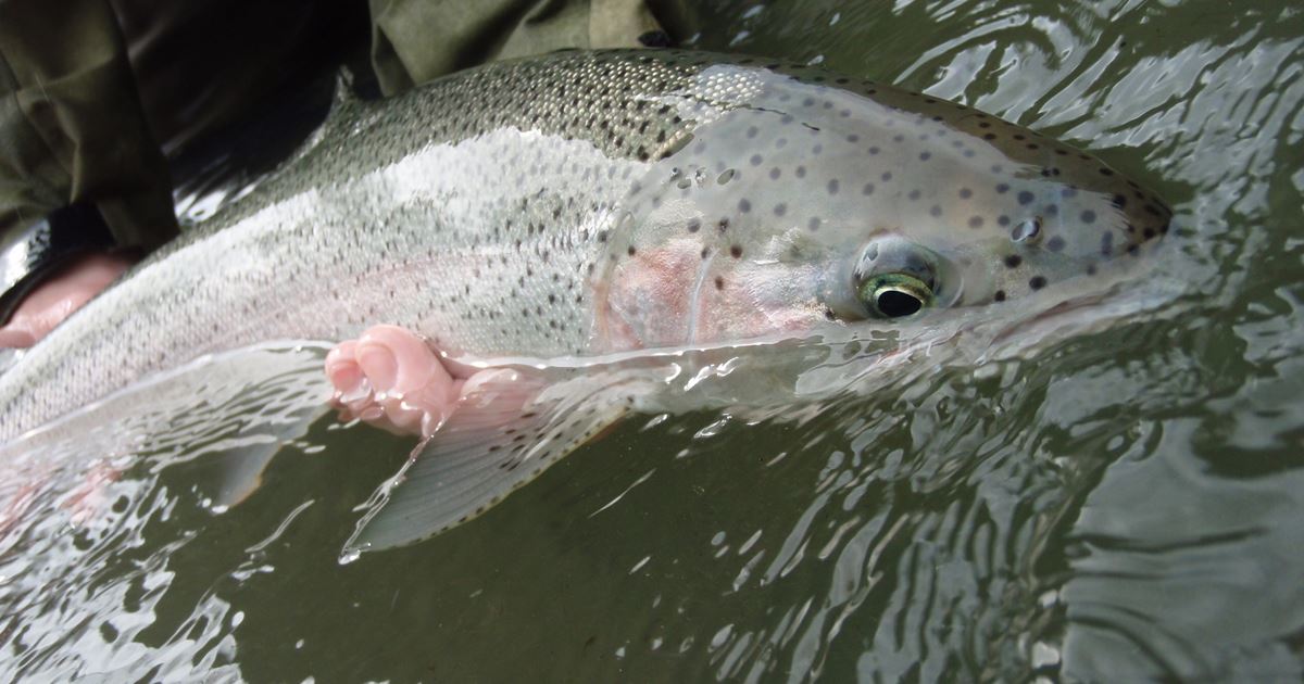 Float Trip on the Trinity River with Nor Cal Fly Guides - Klamath Falls ...