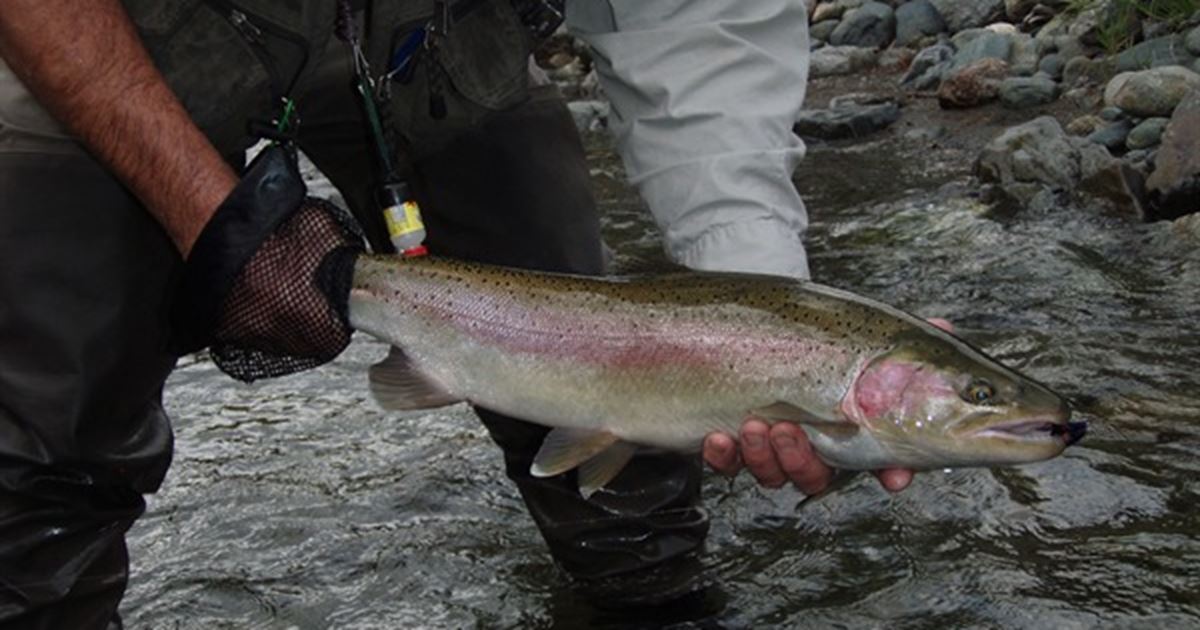 Float Trip on the Trinity River with Steel Bridge Guides - Klamath ...