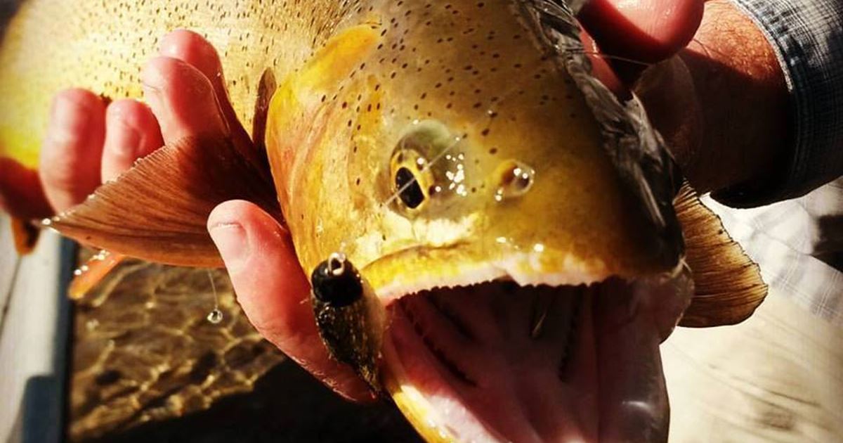 Snake River Angler - Jackson, Wyoming