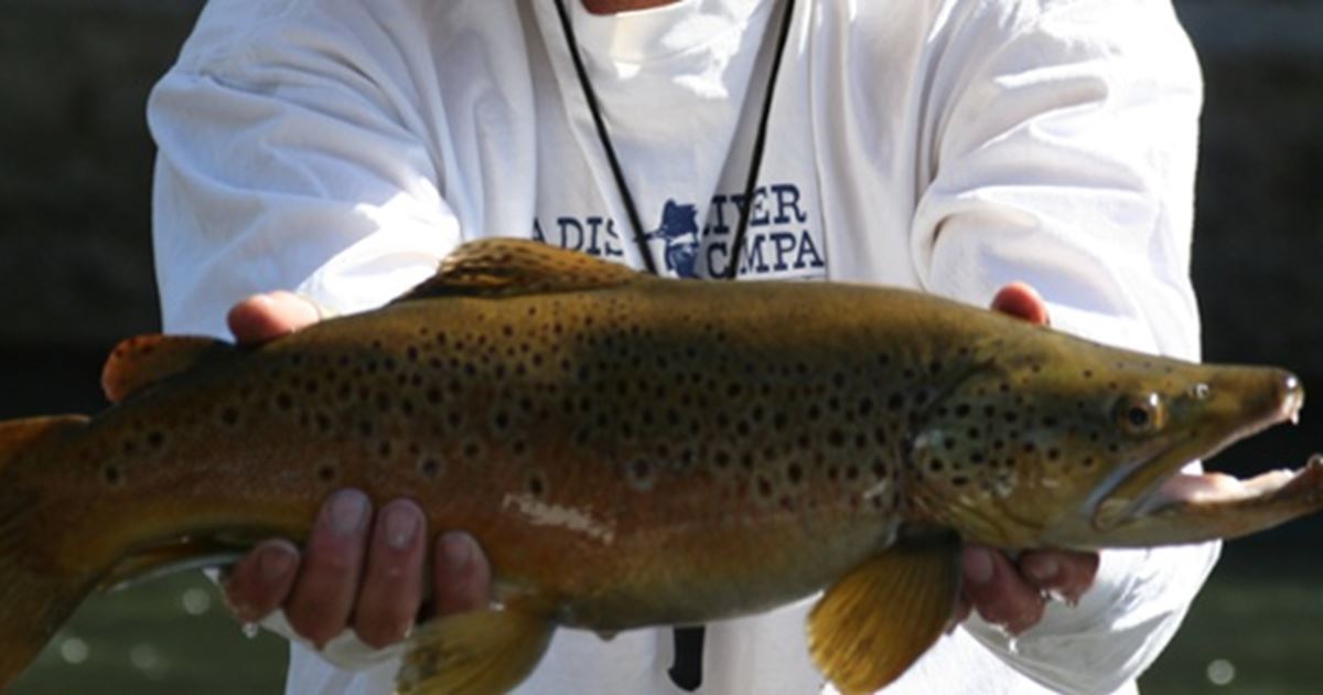 Top Locations Near Ennis for a Couple Hours of Fly Fishing