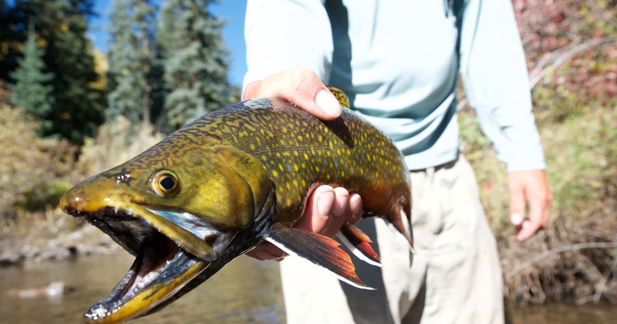 San Juan River Wade Trip with The San Juan Angler - Waterflow, New Mexico