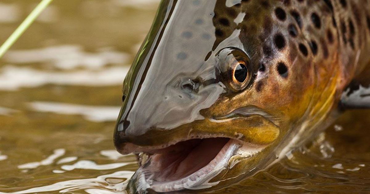 "Blob" Fly Fishing Technique So Effective, English Anglers Want it Banned