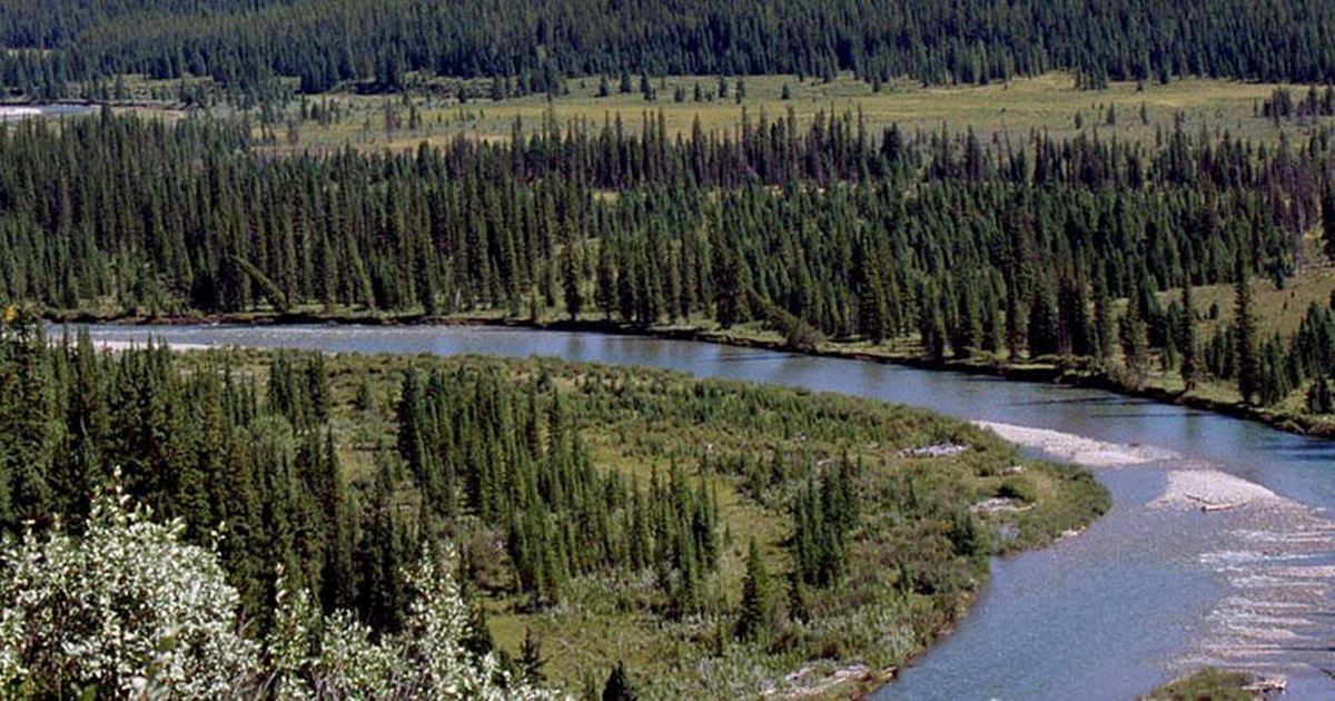 Clearwater River Alberta Fishing Report - Caroline, Alberta