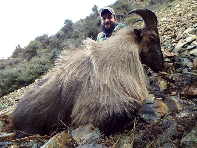 Bull Tahr Foot Hunting Trip with New Zealand Safaris - Kimbell, Canterbury