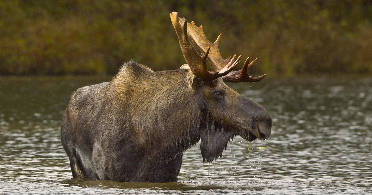 Trophy Moose Hunting - Complete Package, Maine