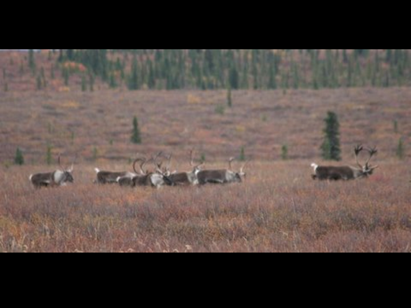 MacLaren River Lodge - Paxson, Alaska