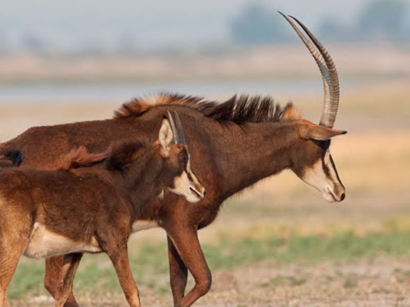 South African Sable Safari Package - Mokopane, Limpopo