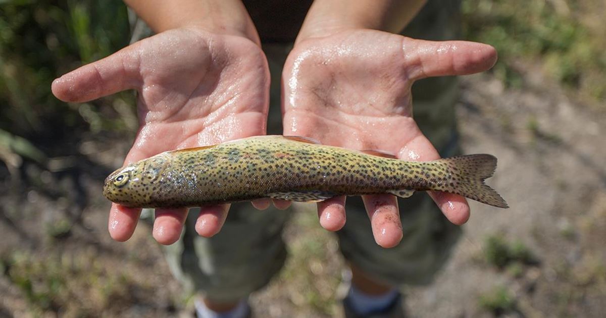 The Alpine Small Stream/Brown Trout/Mosquito Fly Fishing Report (in ...