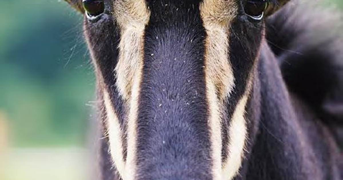 South African Sable Safari Package - Mokopane, Limpopo