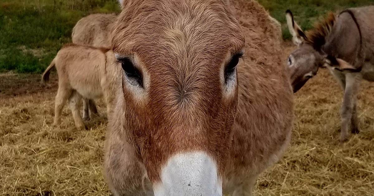 Good Luck - Coupland - Donkeys - Elgin Pedal --- (CW) - Manor, Texas ...