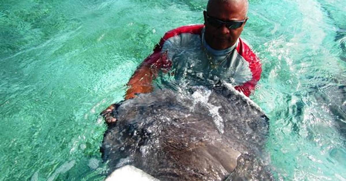Turtle Adventure tour and Sting Ray Alley full day tour - Belize City ...