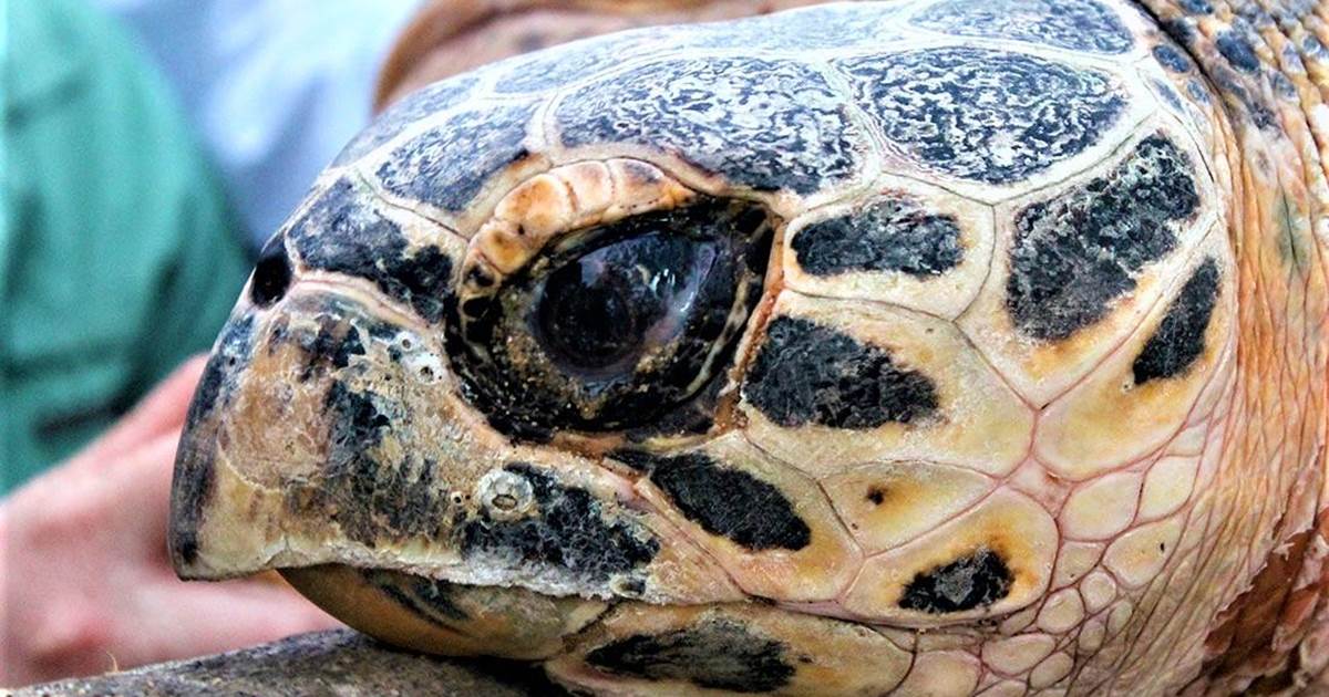 Gales Point - Gales Point, Belize District