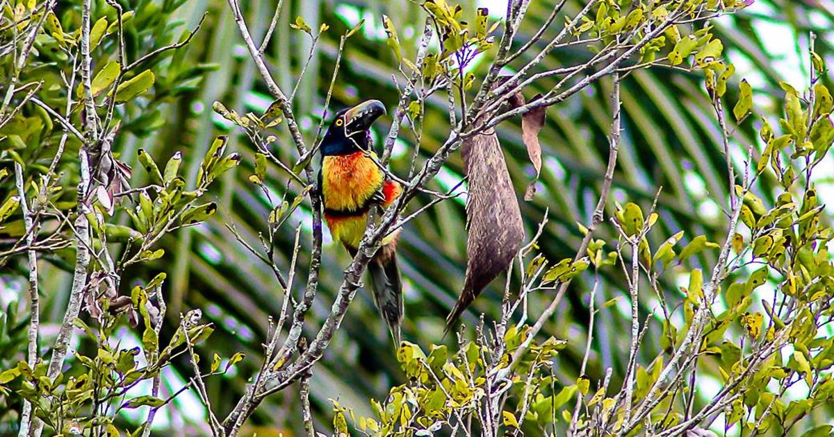 Bird Watching and Boat Cruise From Belize City - Belize City, Belize ...