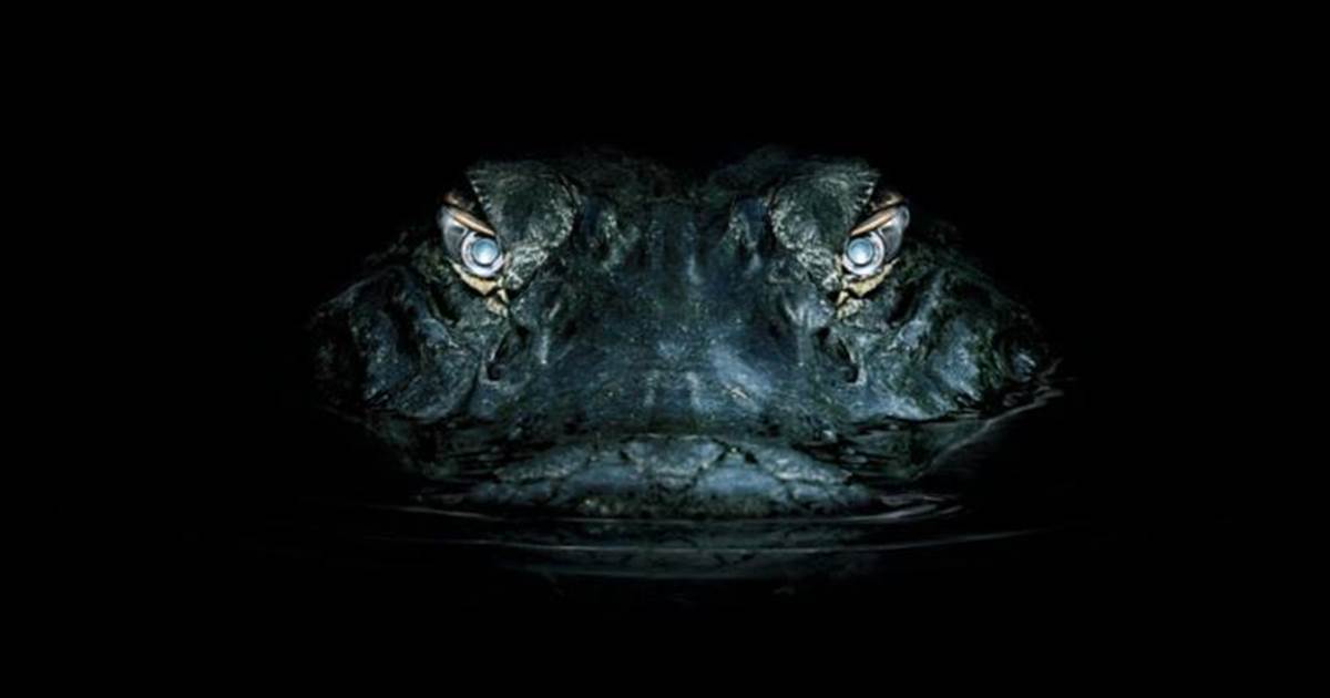 Crocodile Night Safari, Orange Walk District
