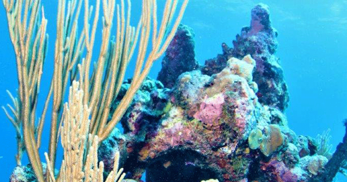 Scuba Diving Tour: Dive Turneffe Elbow, Belize District