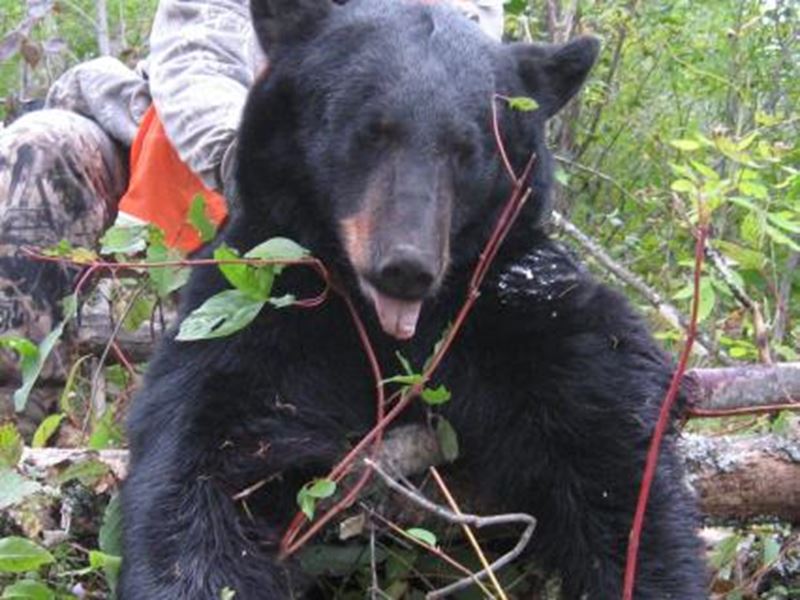 Bear Hunting Package, Fort Frances, Kenora and Dryden, Ontario