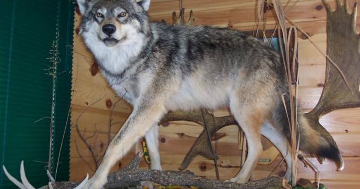 Timber Wolf Hunting Package, Fort Frances, Kenora and Dryden, Ontario