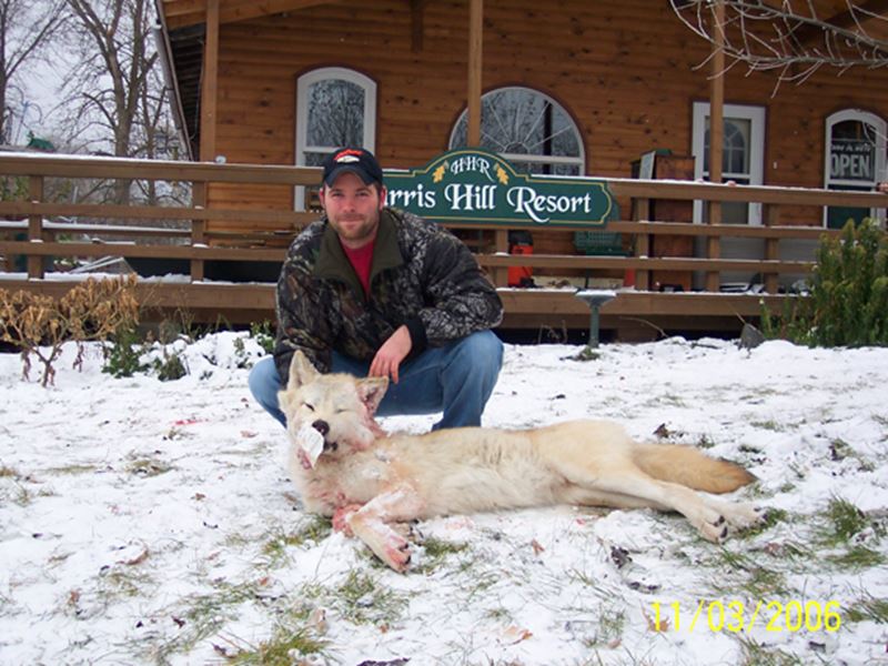 Timber Wolf Hunting Package, Fort Frances, Kenora and Dryden, Ontario