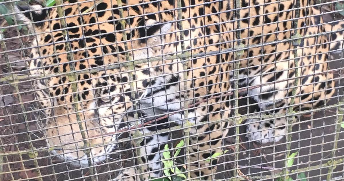 Belize Zoo/Blue Hole National Park (Cruise ship excursion), Cayo District