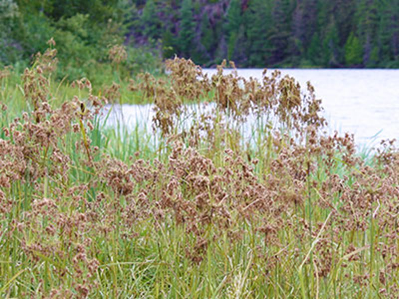 Marsh Bay Resort - Cobalt, North Bay and Lake Nipissing, Ontario