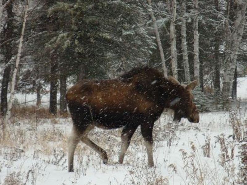 Moose Hunting Package, Kenora, Red Lake, Dryden, Sioux Lookout, Thunder ...