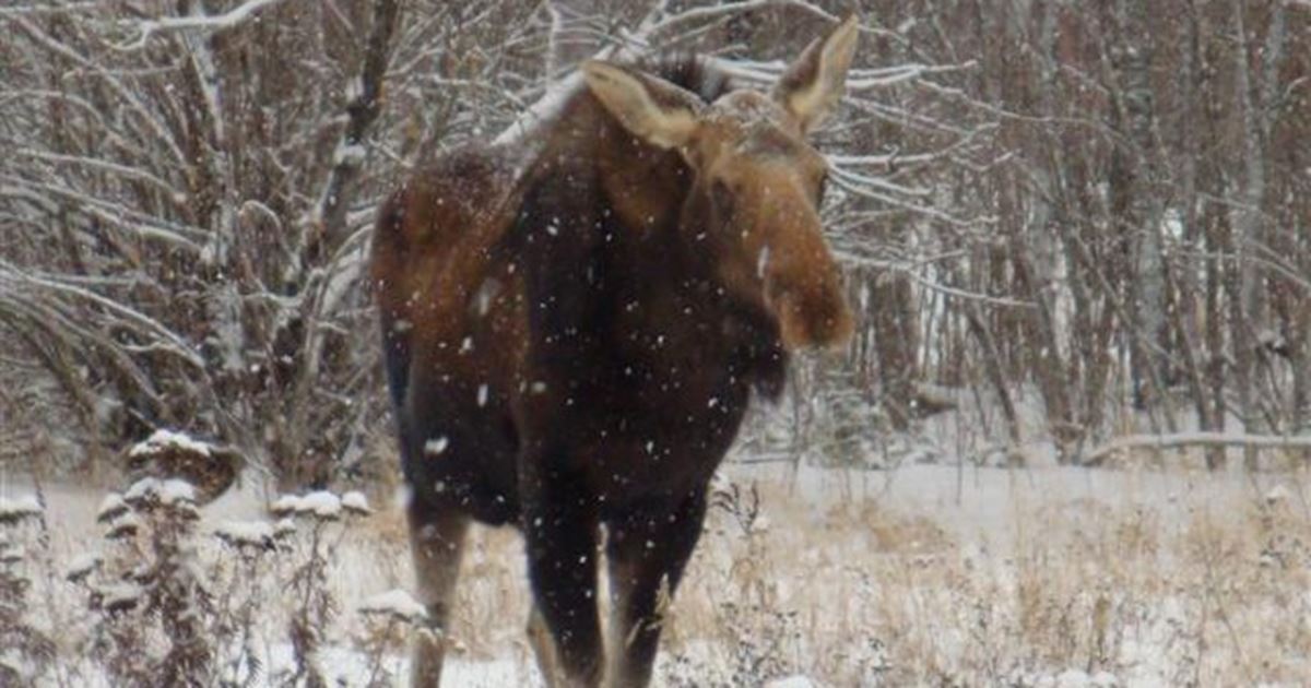 Moose Hunting Package, Kenora, Red Lake, Dryden, Sioux Lookout, Thunder ...