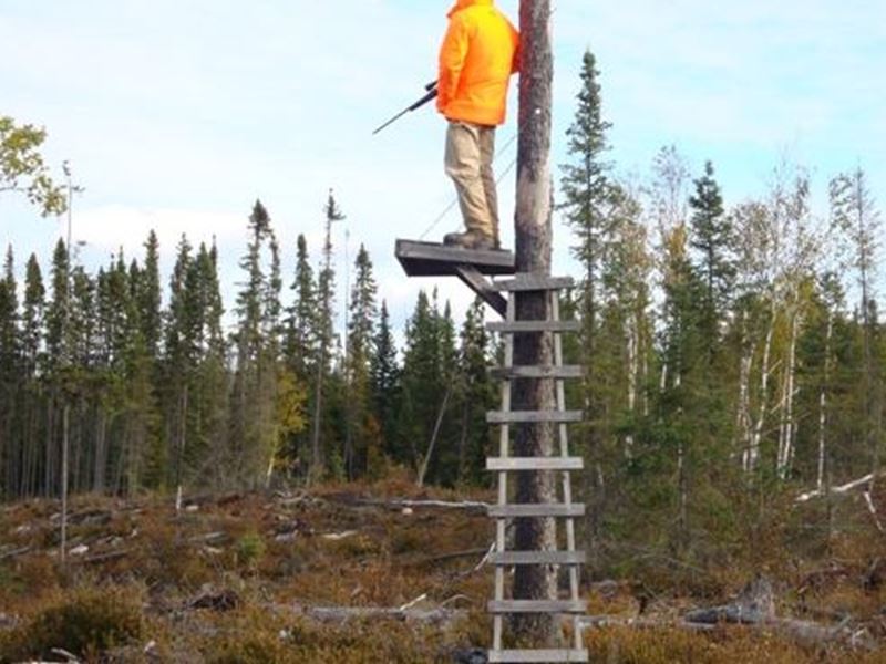 Moose Hunting Package, Kenora, Red Lake, Dryden, Sioux Lookout, Thunder ...