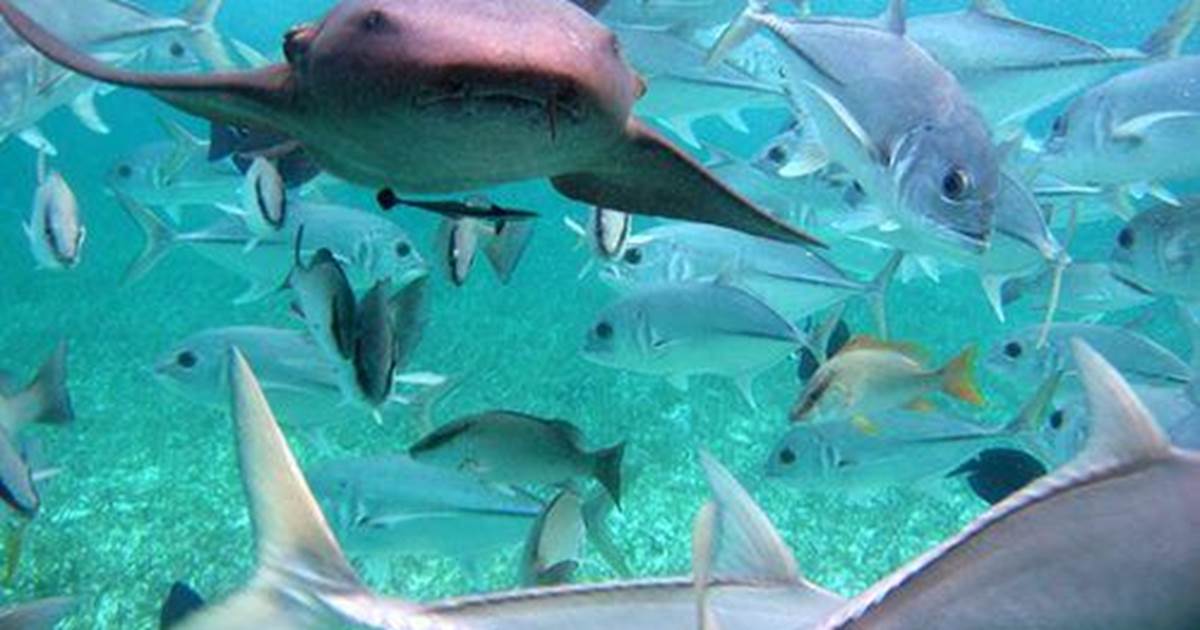 Tuff E Nuff Half Day Snorkeling at Hol Chan & Shark Ray Alley - San ...