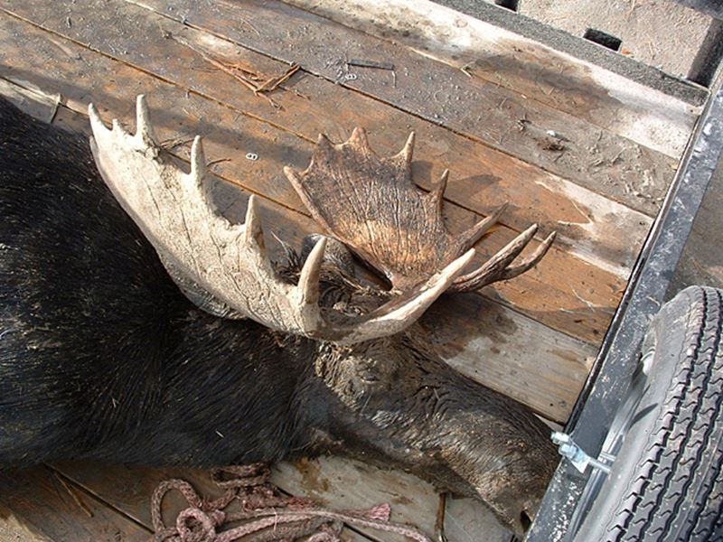 Moose Hunting, Kenora, Red Lake, Dryden, Sioux Lookout, Thunder Bay ...