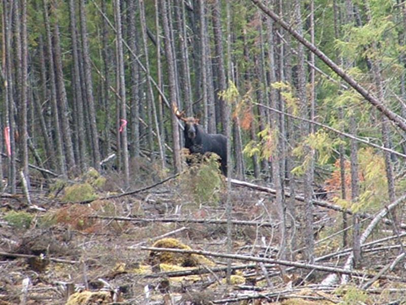 Moose Hunting, Kenora, Red Lake, Dryden, Sioux Lookout, Thunder Bay ...