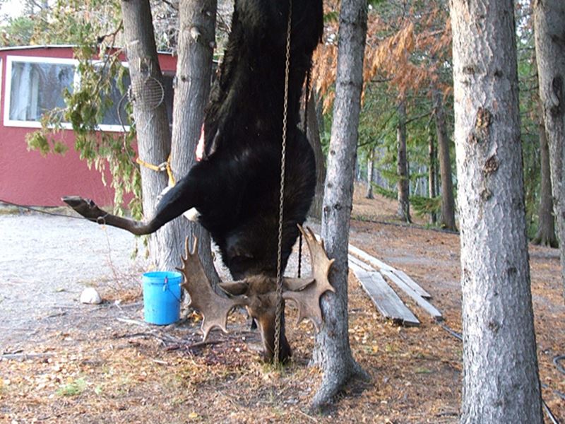 Moose Hunting, Kenora, Red Lake, Dryden, Sioux Lookout, Thunder Bay ...