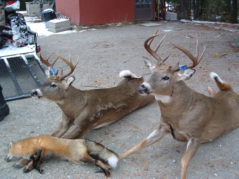 Whitetail Deer Hunting, Kenora, Red Lake, Dryden, Sioux Lookout ...