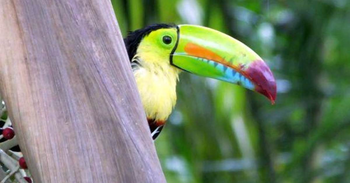 5 Reasons Why Birding in Belize is for Everybody