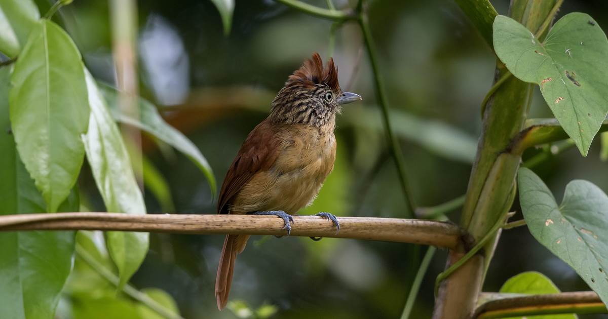 Cockscomb Birding Experience - Dangriga, Stann Creek District