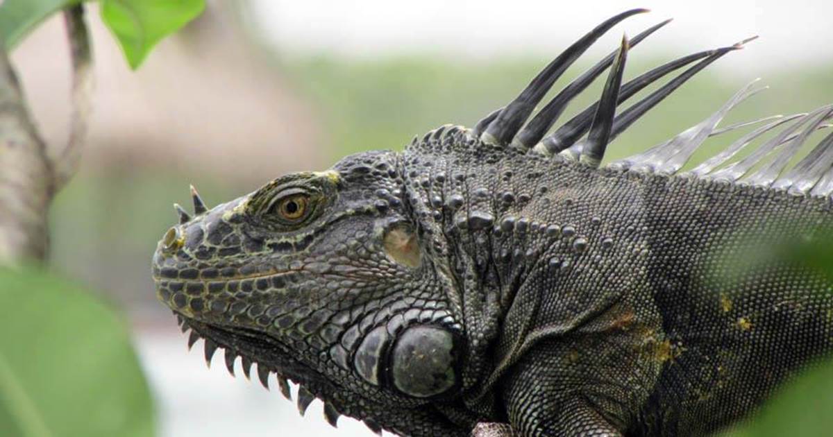 Monkey River Nature Tour, Toledo District
