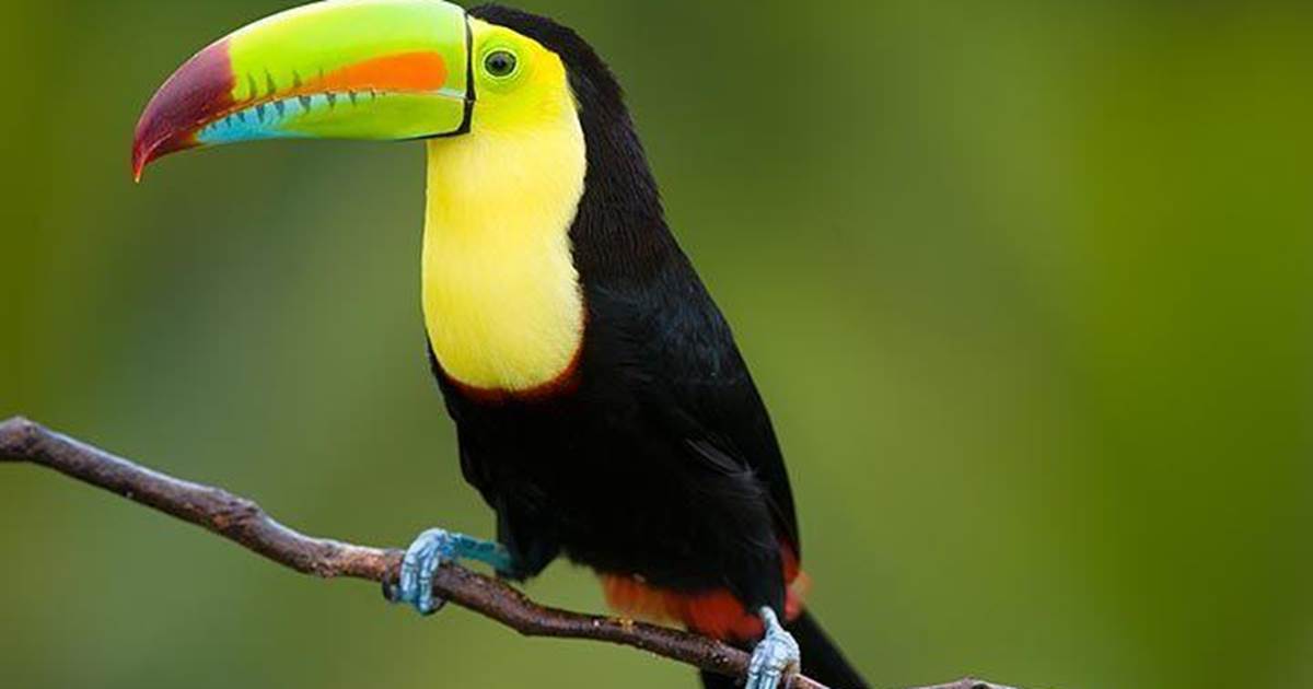 Belize Bird Watching - Benque Viejo Del Carmen, Cayo District