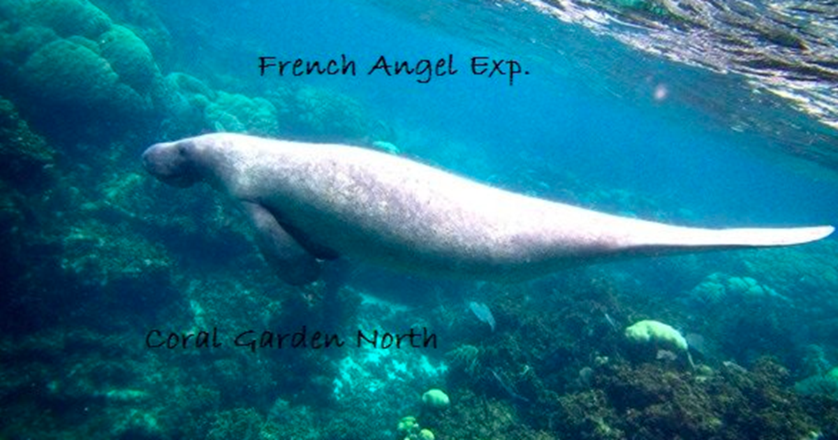 French Angel Expeditions
