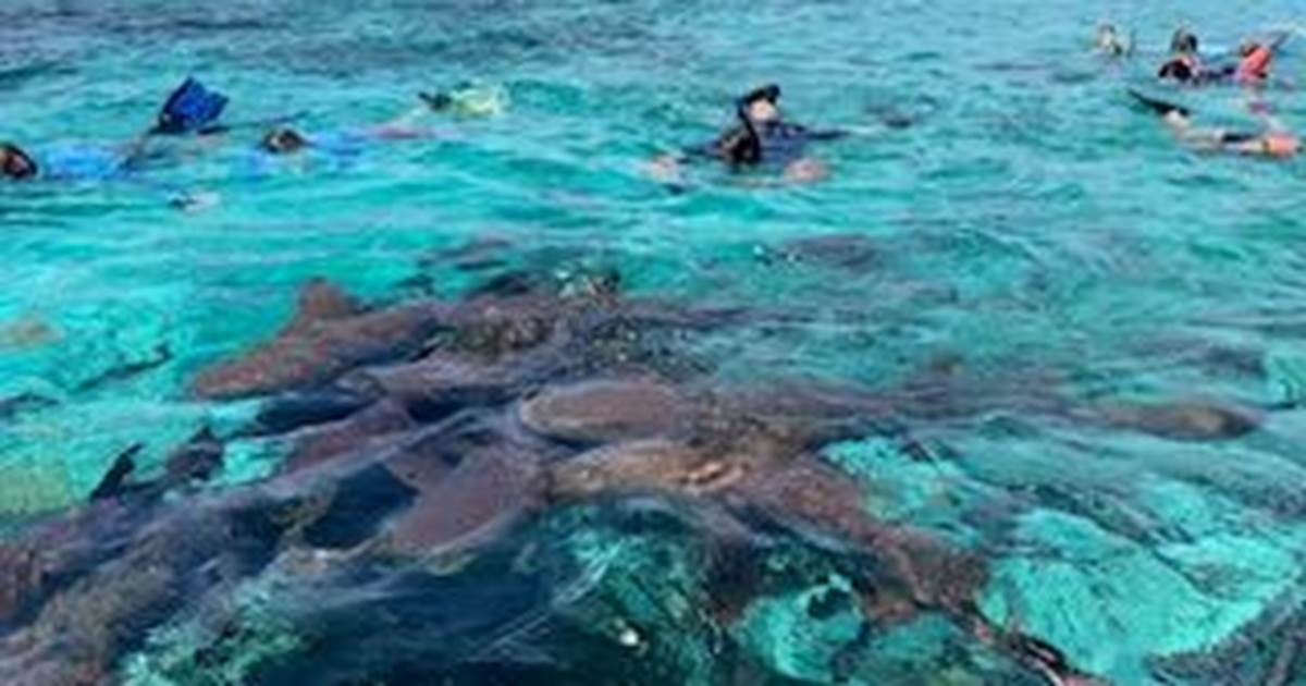 Snorkeling at Hol-Chan & Shark Ray Alley