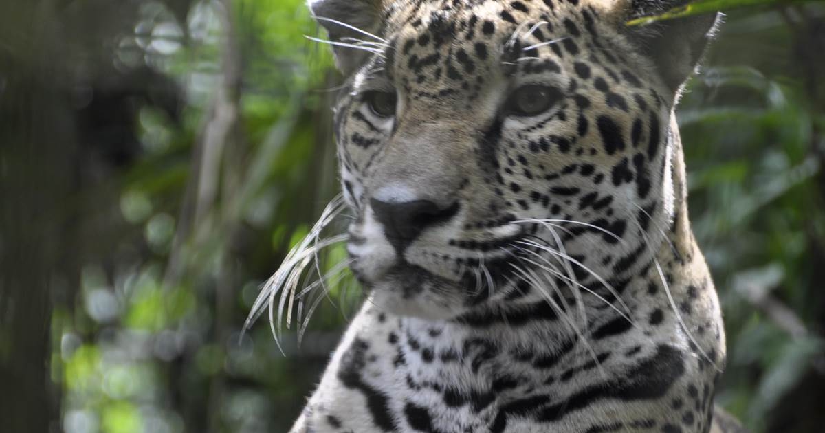 Cockscomb Basin Waterfalls and Jungle Hike Tour - Rancho Grande, Stann ...