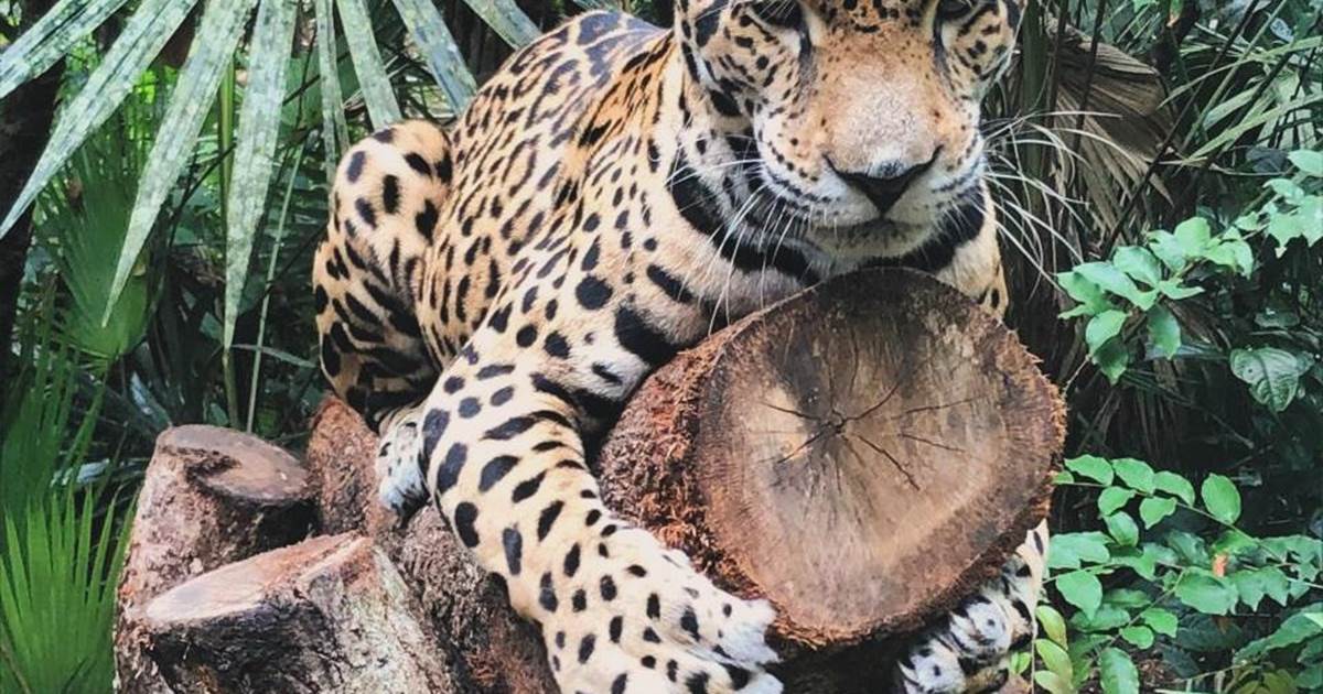 Belize Zoo Day Tour with Mayan Expedition - La Democracia, Belize District