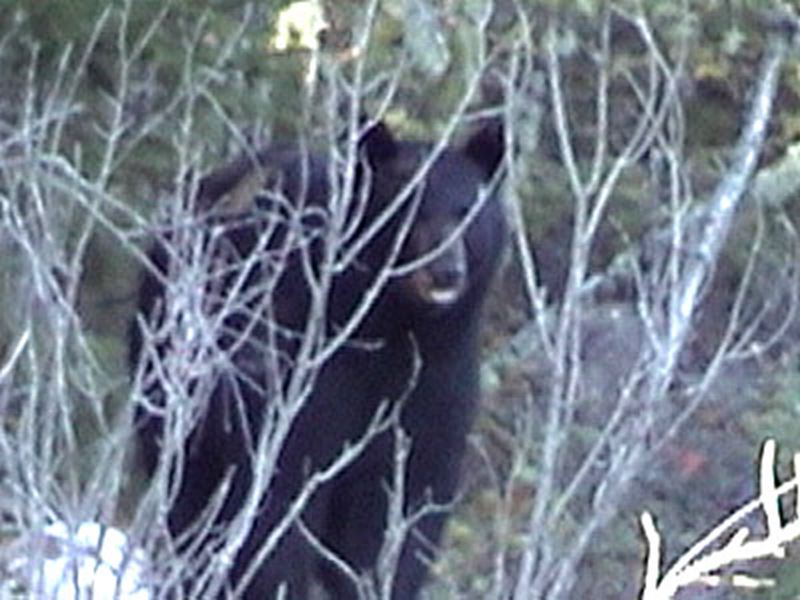 Bird Hunting Package - 7 Day Deluxe, Kenora, Red Lake, Dryden, Sioux ...